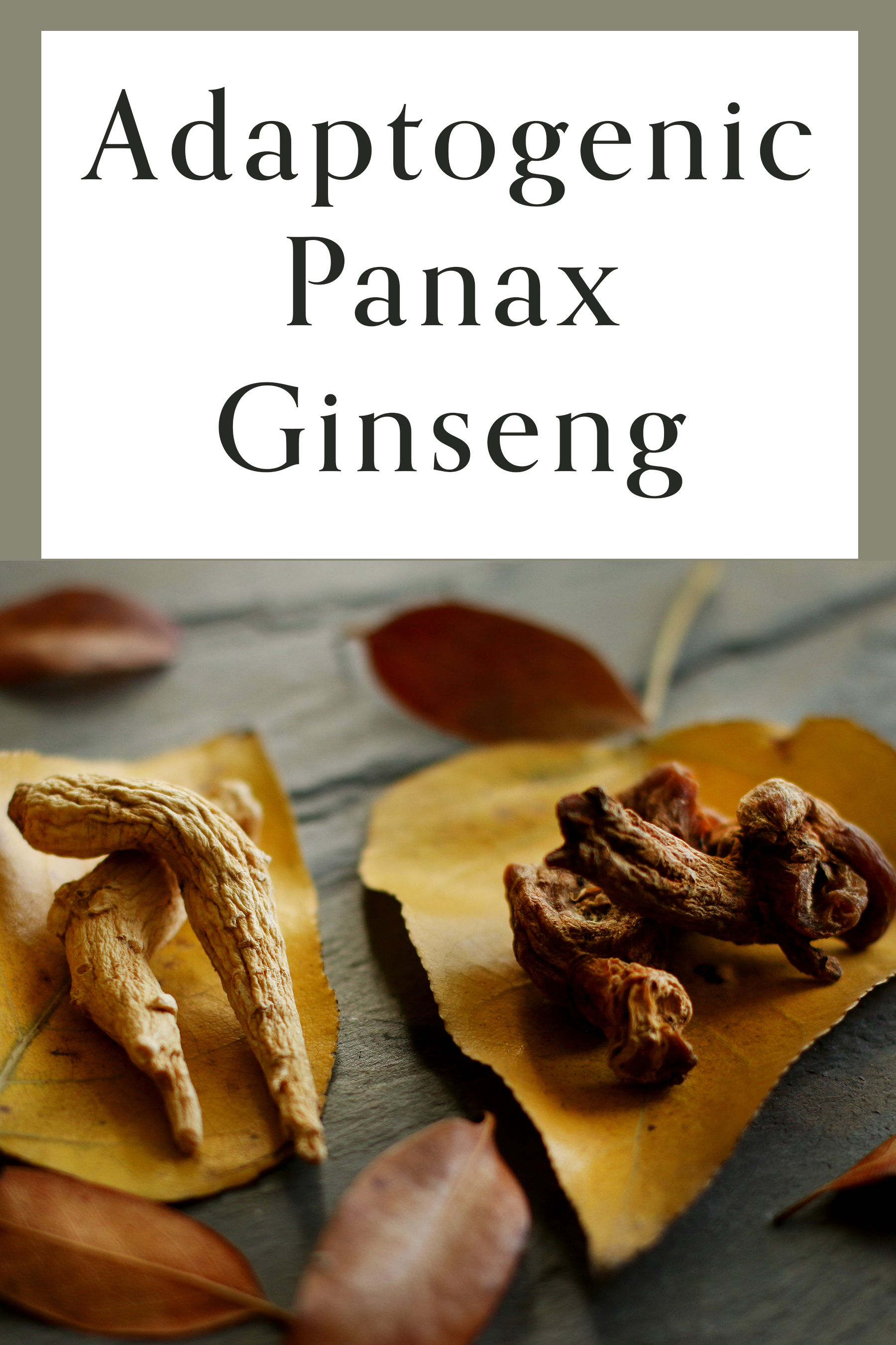 Panax Ginseng for Balance, Vitality & Focus - Five Flavors Herbs